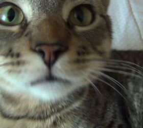 How to DIY a Cute and Easy Cat Nail Design | Upstyle